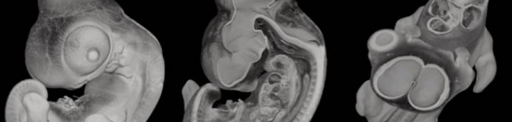 Digital Imaging Archives - Meyer Instruments