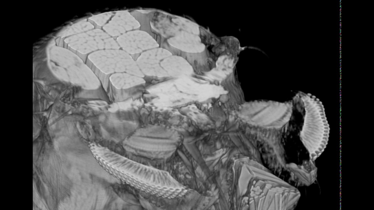 Optical High Resolution Episcopic Microscope for 3D Image generation